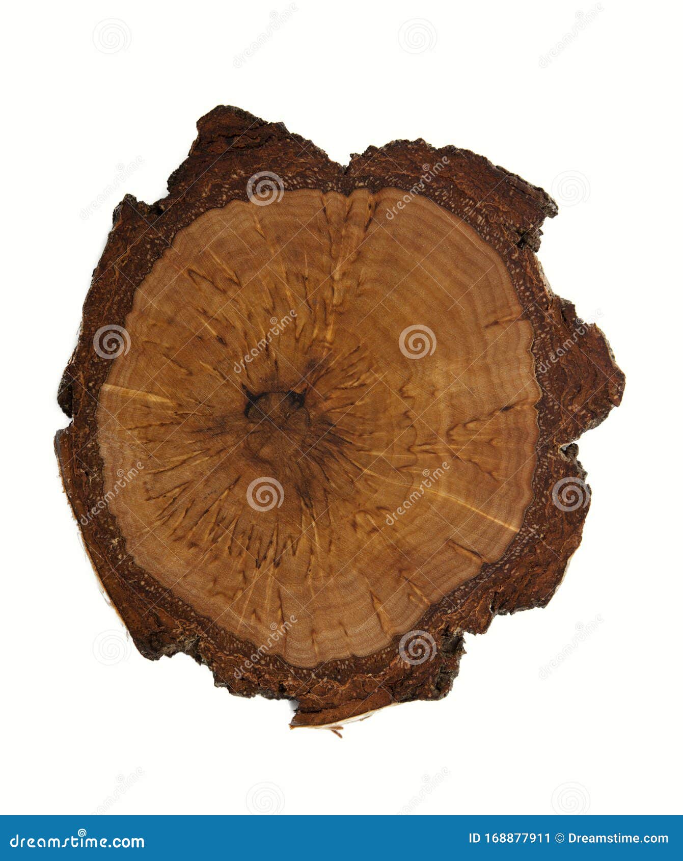 Cross section of wood stock image. Image of wooden, detailed - 168877911