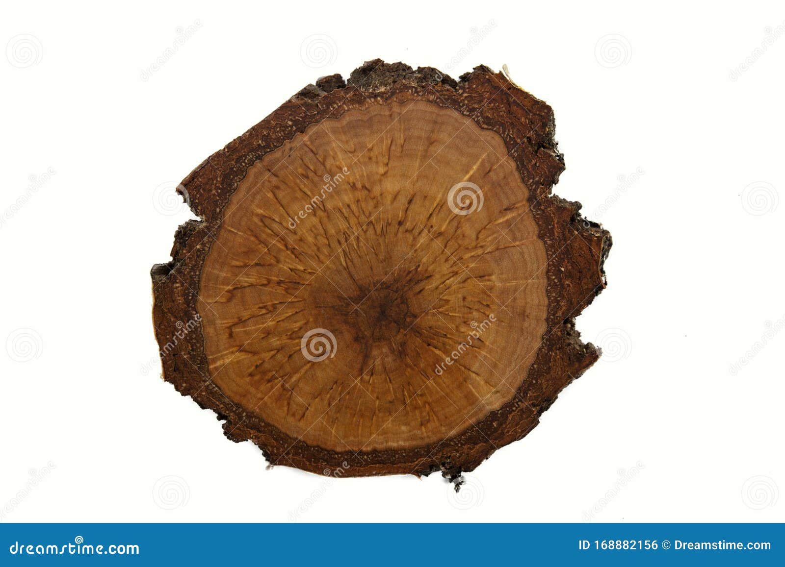 Cross section of wood stock photo. Image of isolated - 168882156
