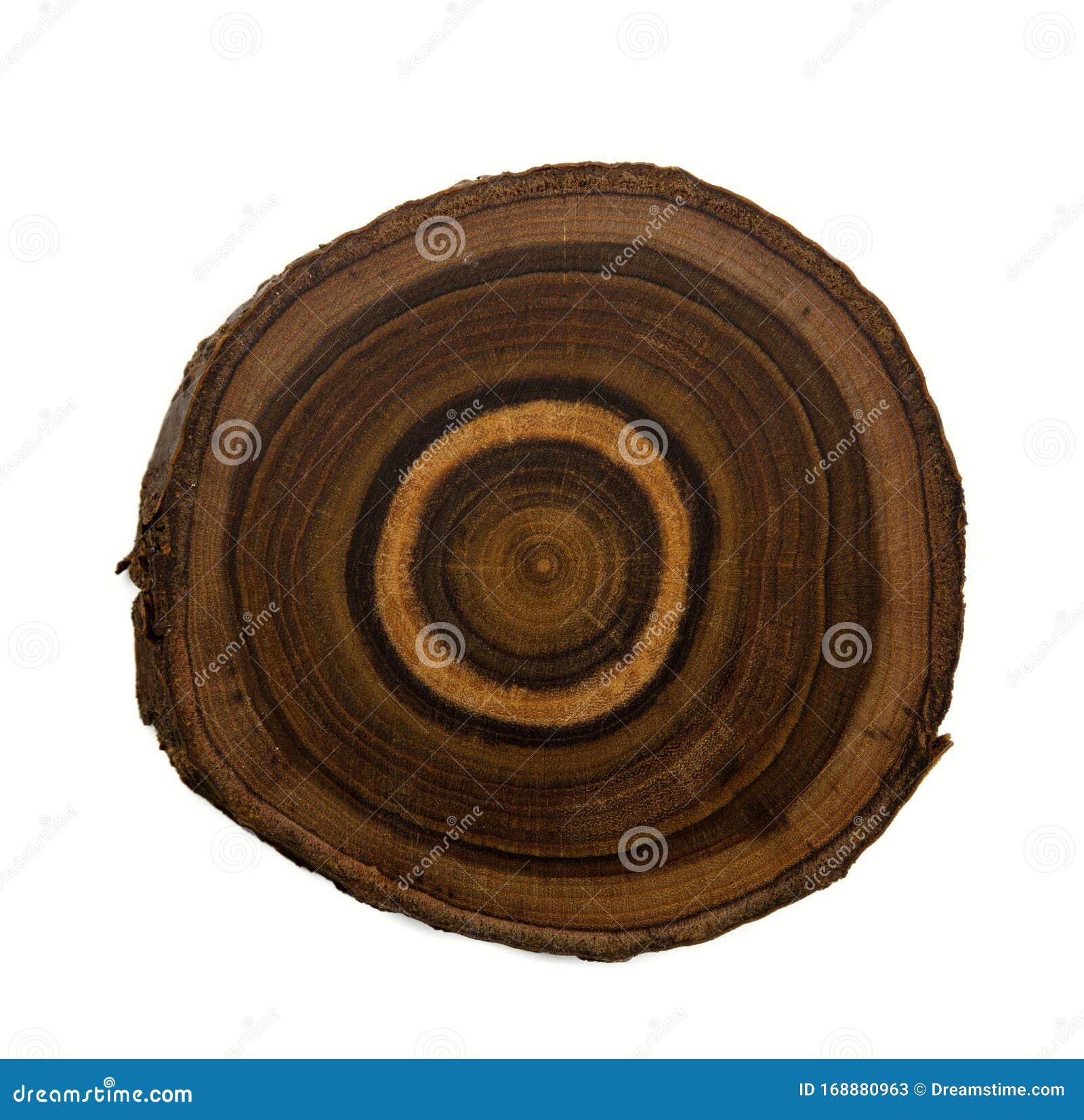 Cross section of wood stock image. Image of ring, forest - 168880963