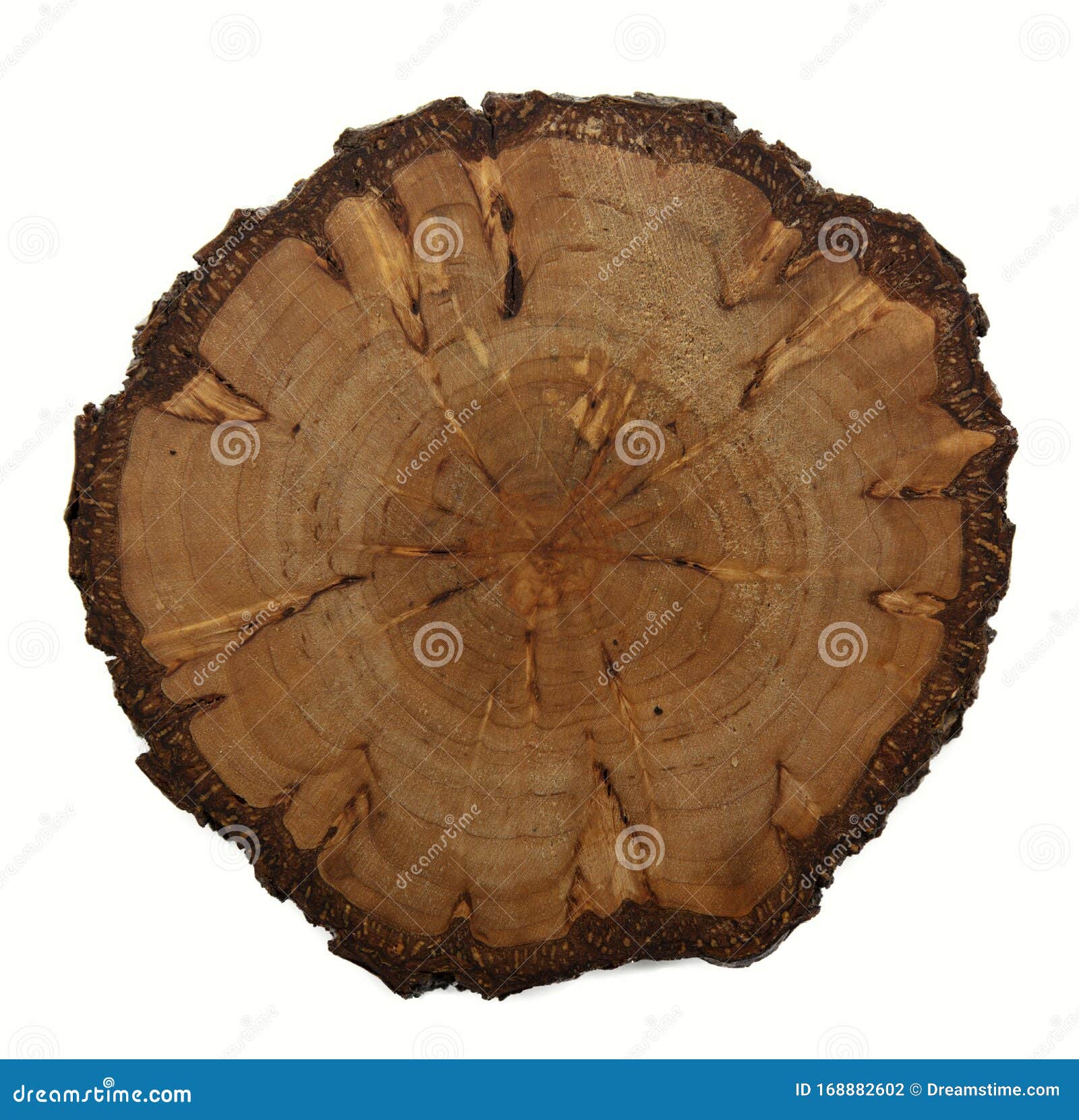 Cross section of wood stock photo. Image of rough, pine - 168882602