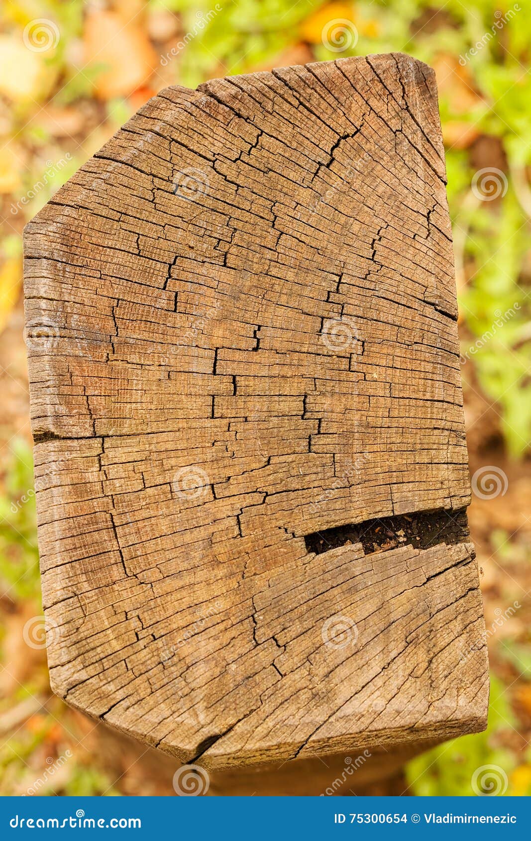 Cross section of the wood stock photo. Image of dramatic - 75300654