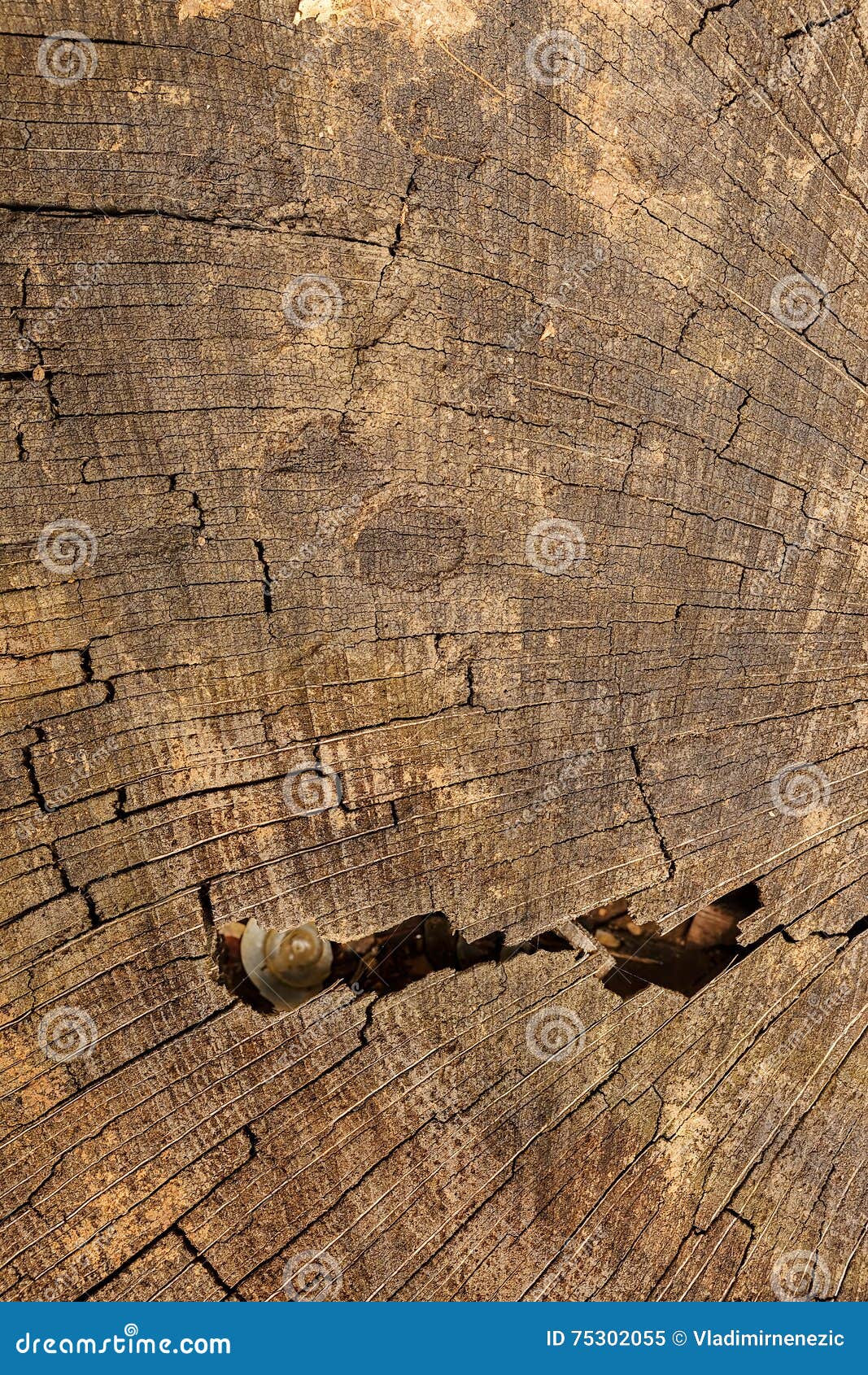 Cross section of the wood stock image. Image of forest - 75302055