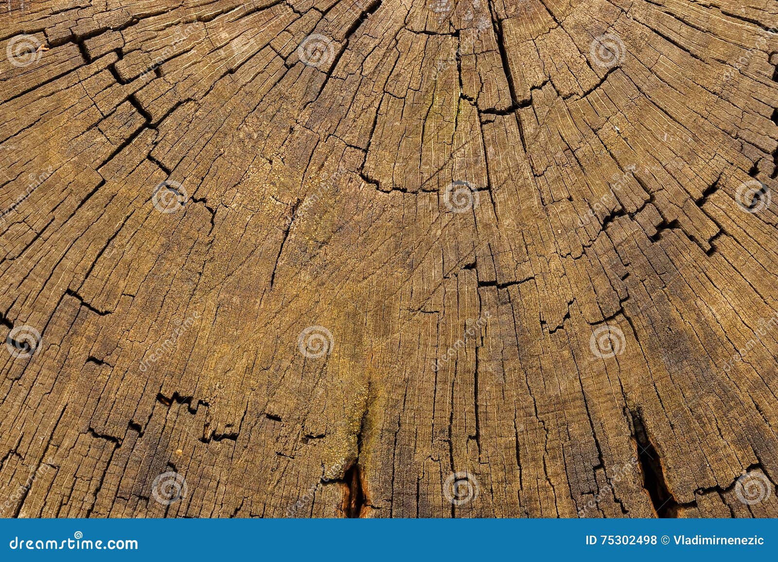 Cross section of the wood stock photo. Image of mountain - 75302498