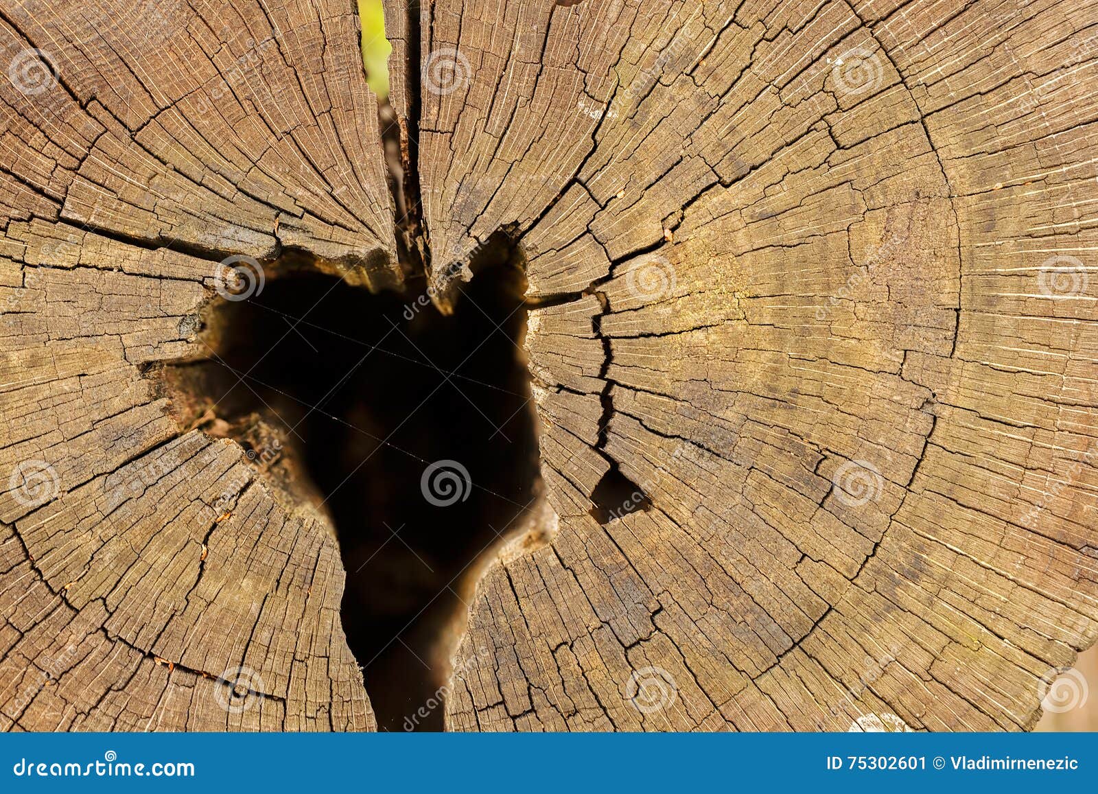Cross section of the wood stock image. Image of color - 75302601