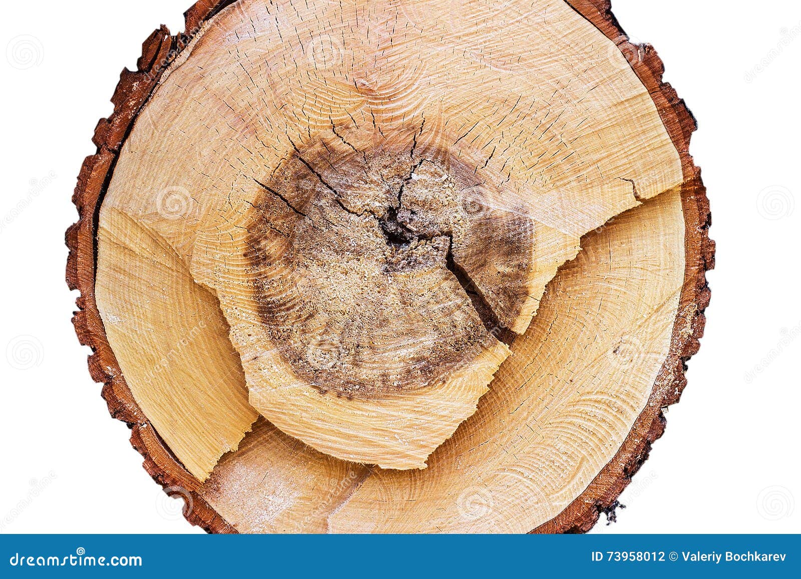Cross Section Of Wood On White Background Stock Photo - Image of tree ...