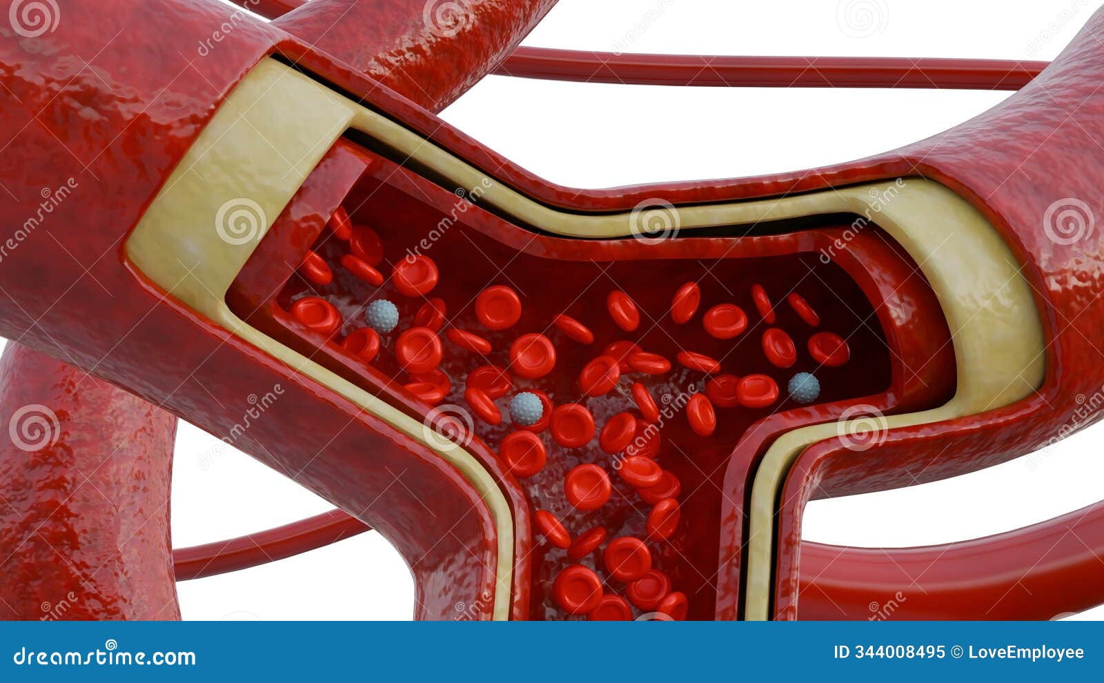 Cross Section of Y-shaped Junction in Blood Capillary Stock ...