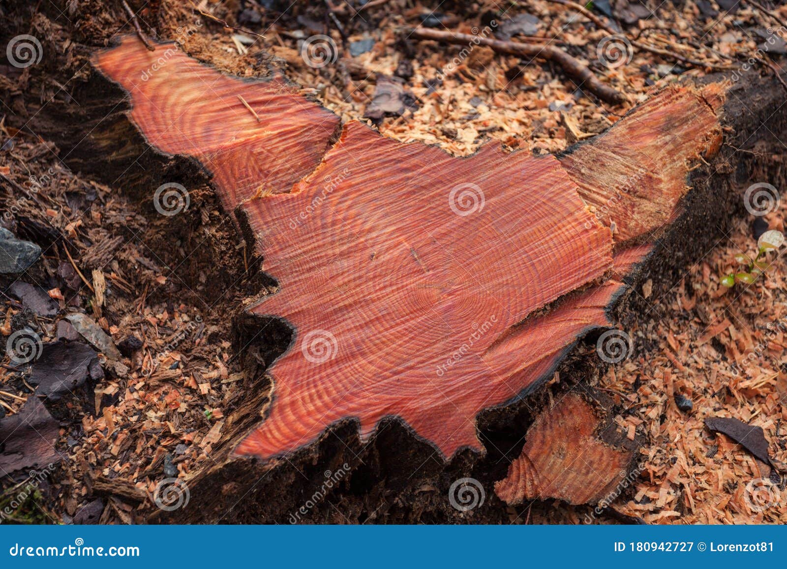 Cross Section of a Young Pine Tree Stock Image - Image of ring ...