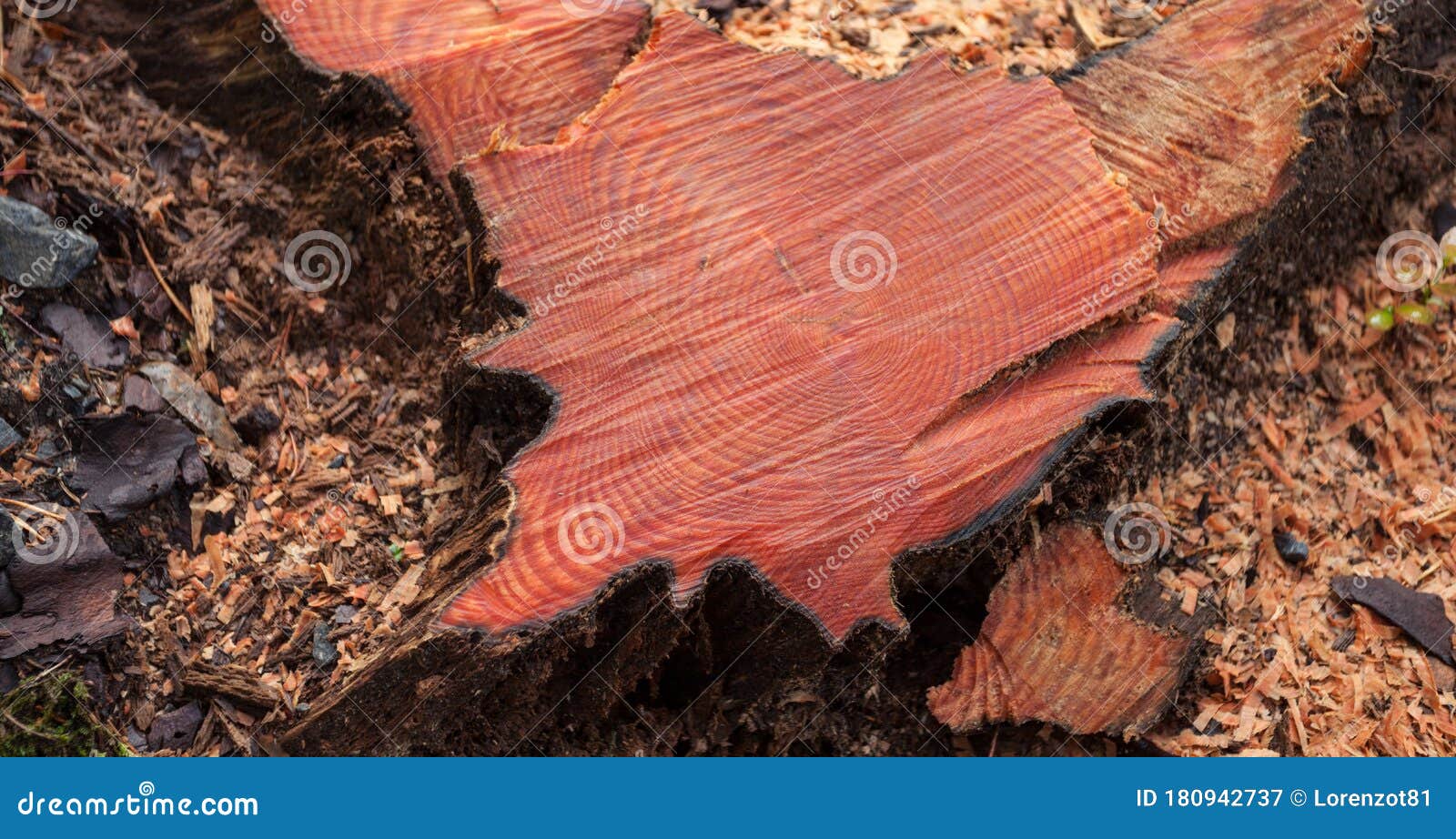 Cross Section of a Young Pine Tree Stock Image - Image of crossection ...