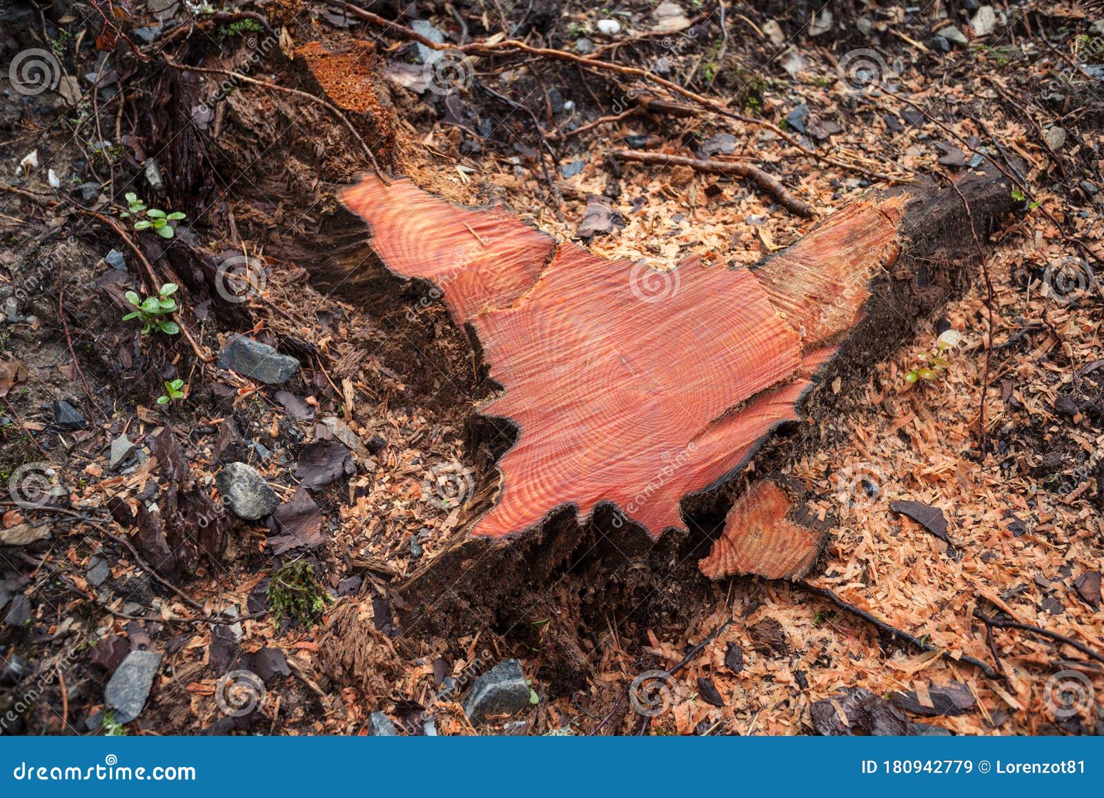 Cross Section of a Young Pine Tree Stock Image - Image of pine, ring ...