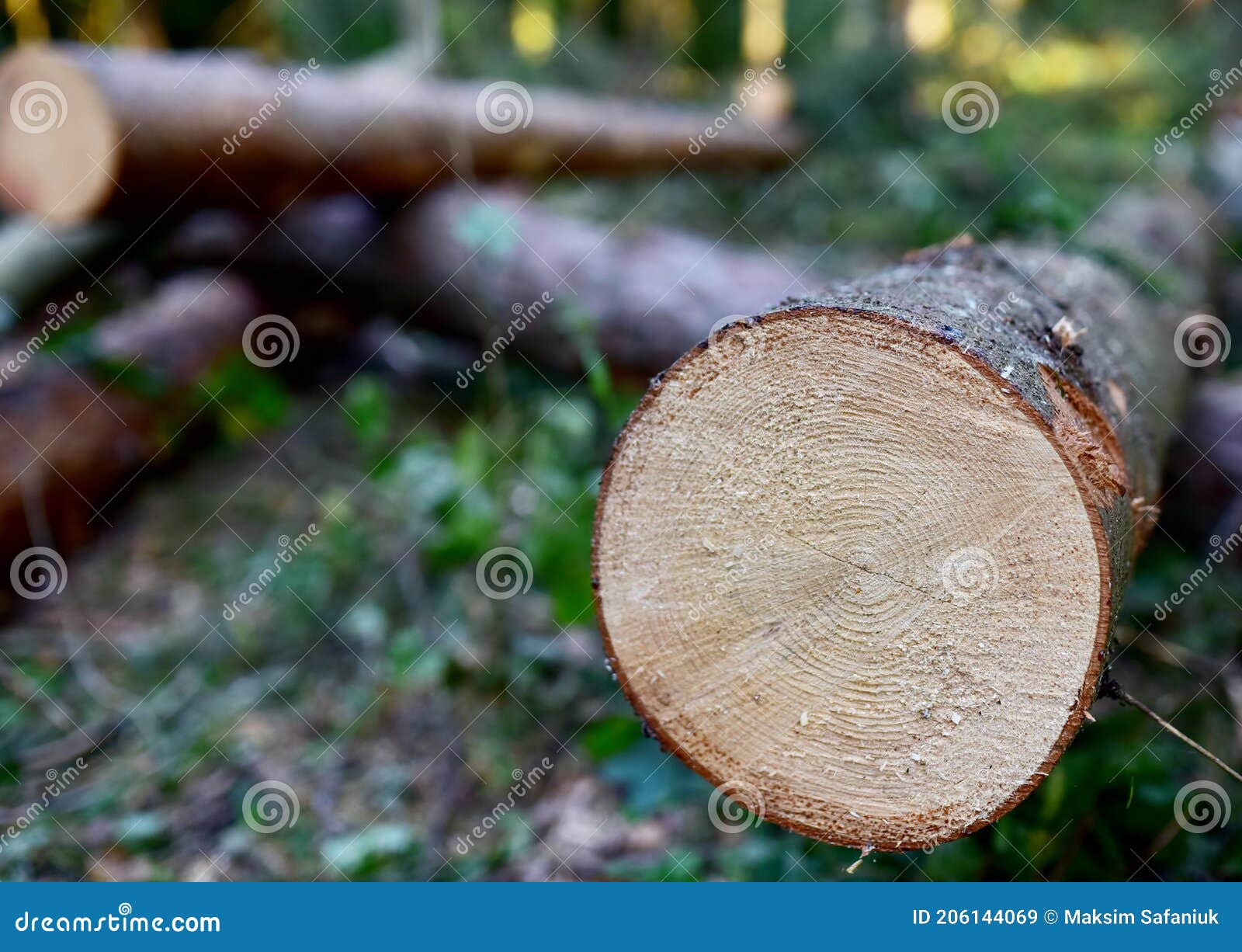 Cross Sectional Cut End of Log Showing the Pattern and Texture Created ...