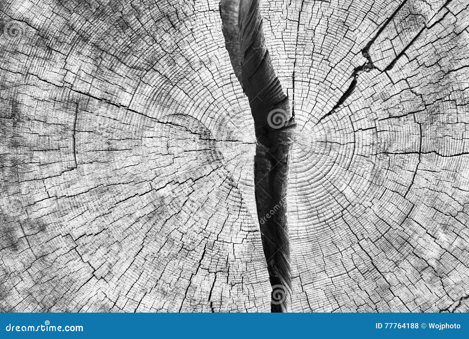 Cross-sectional View of Cracked Log Wood Stock Photo - Image of flat ...