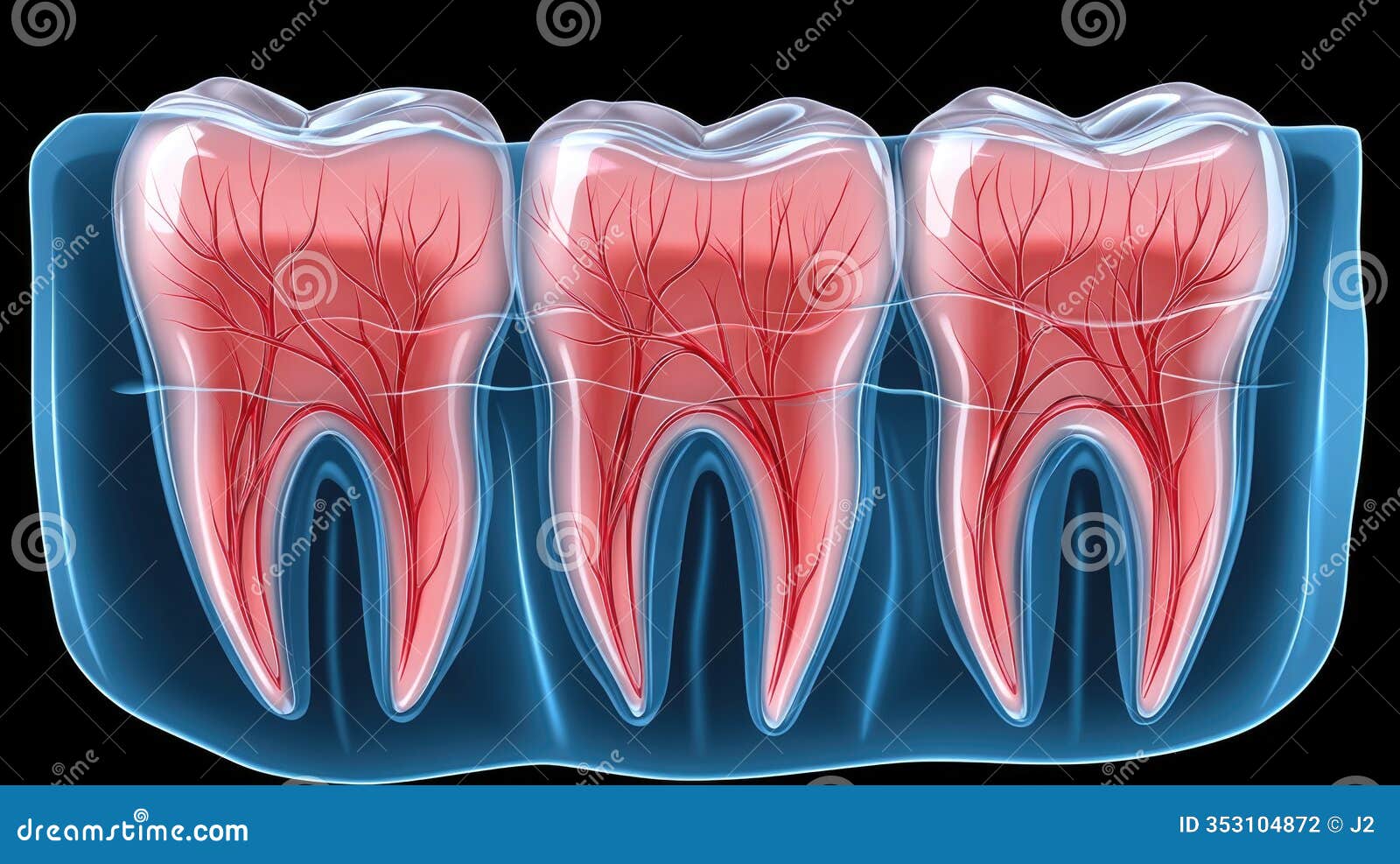 Cross-sectional View of Human Teeth Showing Internal Nerve Structure ...