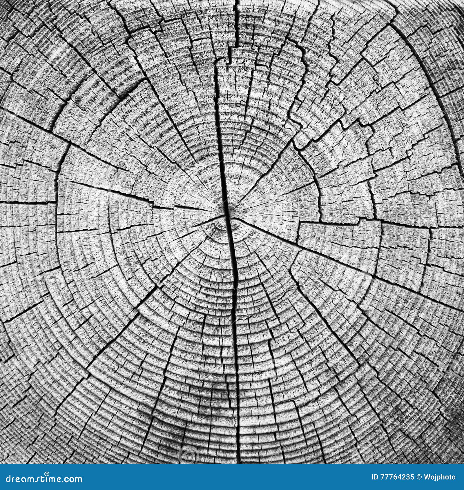 Cross-sectional View of a Log Cut End Wood Stock Image - Image of cross ... Cross-sectional View of a Log Cut End Wood Stock Image - Image of cross ...
