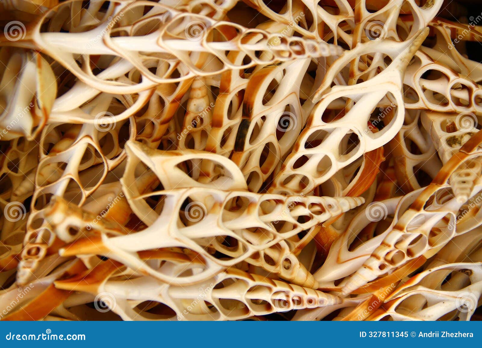 Cross Sections of Conical Shells of Sea Mollusks, Used As Decorations ...