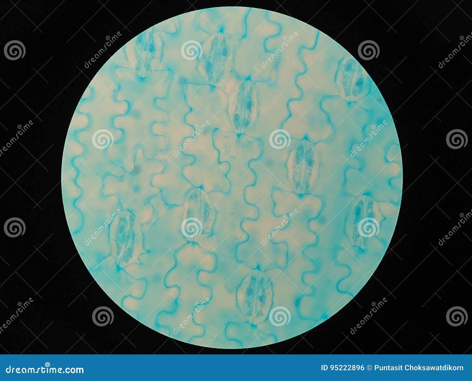 Leaf Epidermis Stomata Under Microscope. Stock Photography ...
