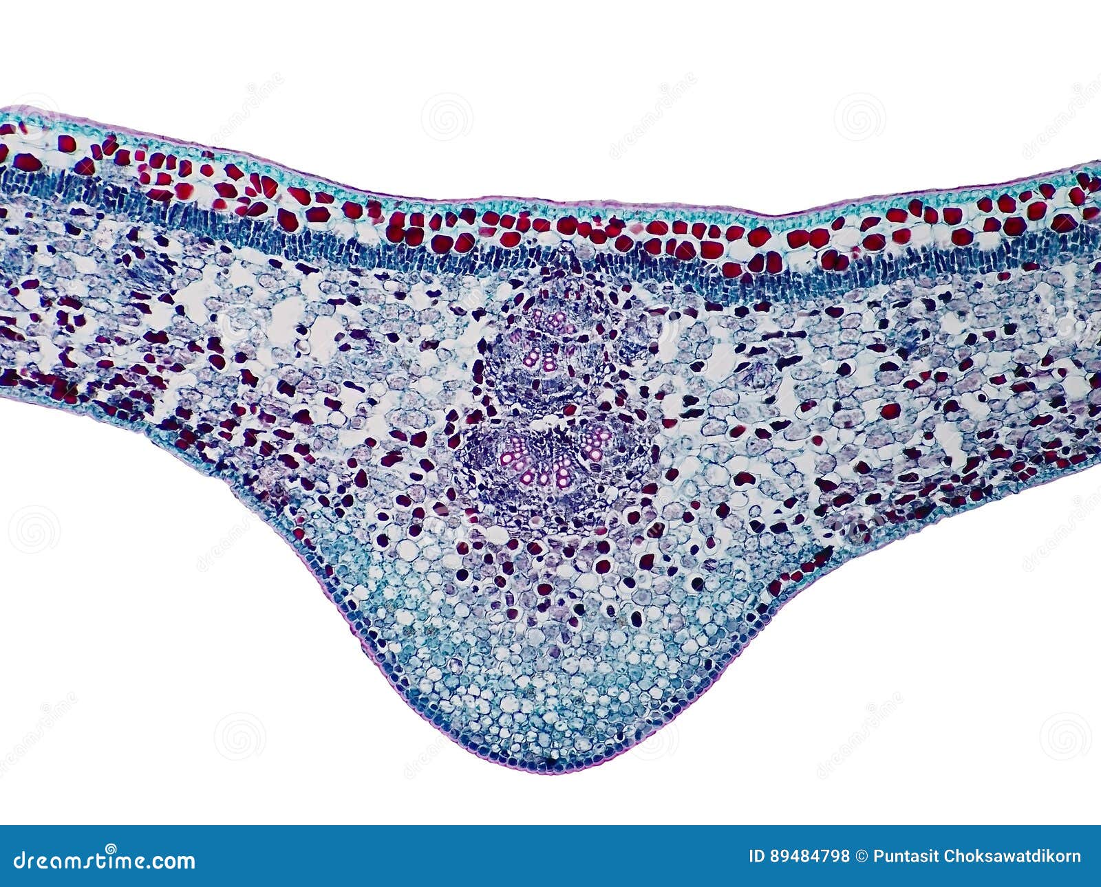 Cross Sections Of Plant Stem Under Microscope View Show Structure Of ...