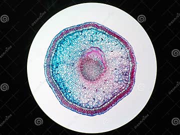 Cross Sections of Plant Root Stock Image - Image of flower, micrograph ...