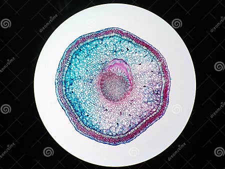 Cross Sections of Plant Root Stock Image - Image of flower, micrograph ...
