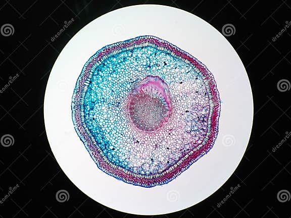 Cross Sections of Plant Root Stock Image - Image of flower, micrograph ...