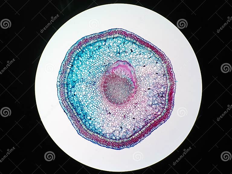 Cross Sections of Plant Root Stock Image - Image of flower, micrograph ...