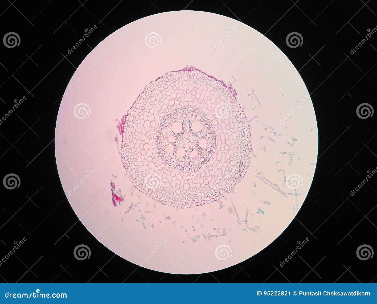 Cross Sections of Plant Root Stock Image - Image of macro, botany: 95222821