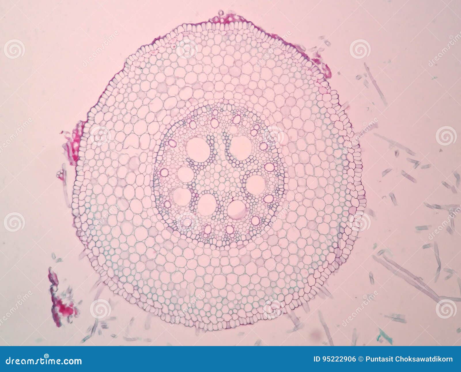 Cross Sections of Plant Root Stock Photo - Image of green, educational ...