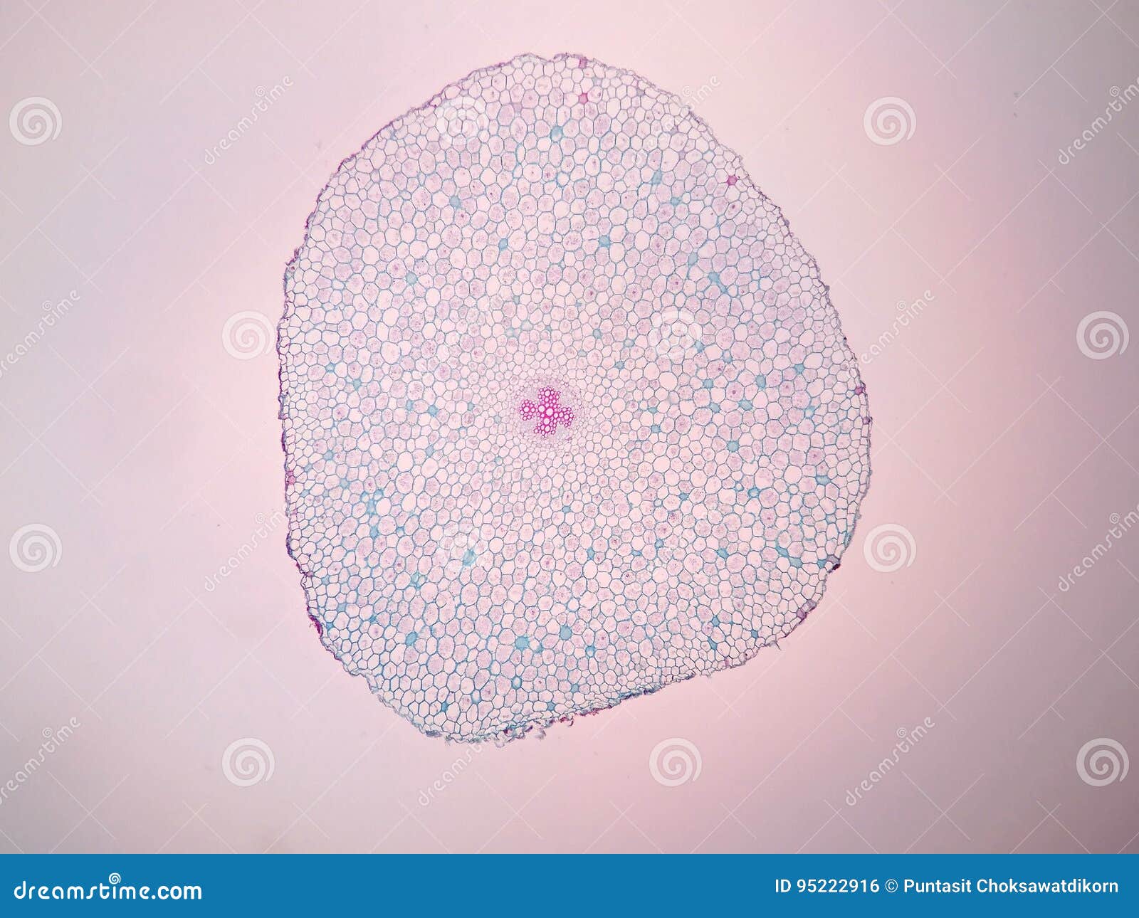 Cross Sections of Plant Root Stock Photo - Image of growth, dirt: 95222916
