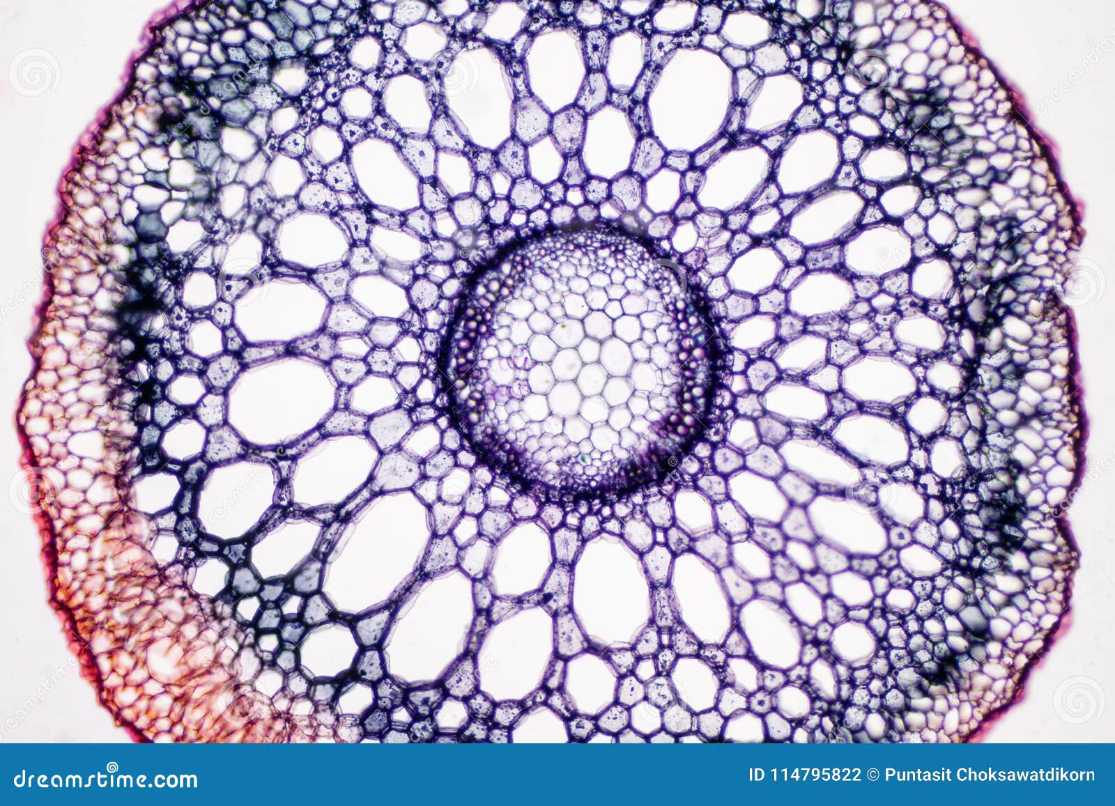 Cross Sections of Plant Root Under Microscope View Stock Photo - Image ...