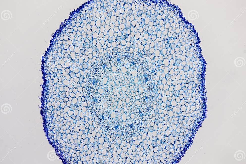 Cross Sections of the Plant Root Under the Microscope View Stock Photo ...