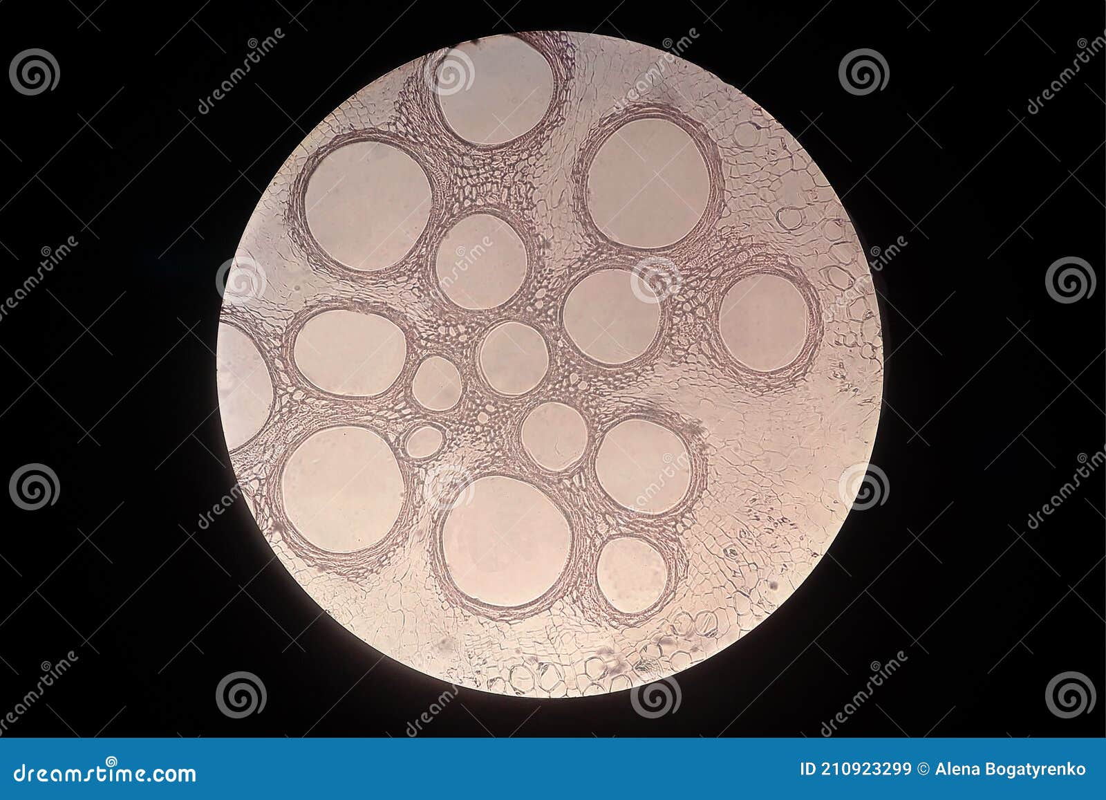 Cross Sections of the Plant Root Under Microscope View Stock Image ...