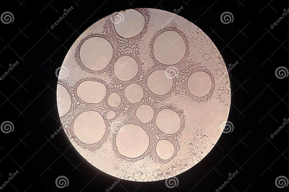 Cross Sections of the Plant Root Under Microscope View Stock Image ...