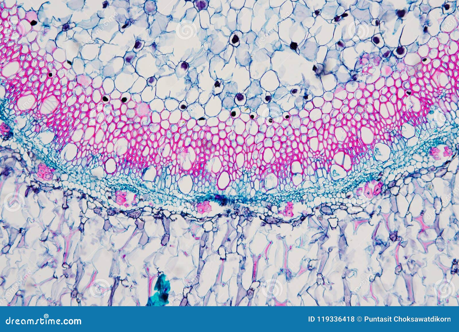 Cross Sections of the Plant Root Under the Microscope View Stock Photo ...