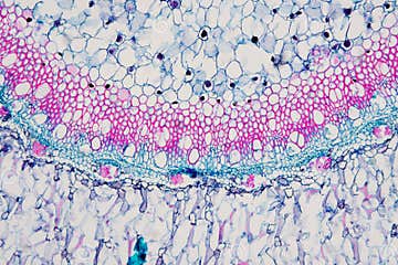Cross Sections of the Plant Root Under the Microscope View Stock Photo ...