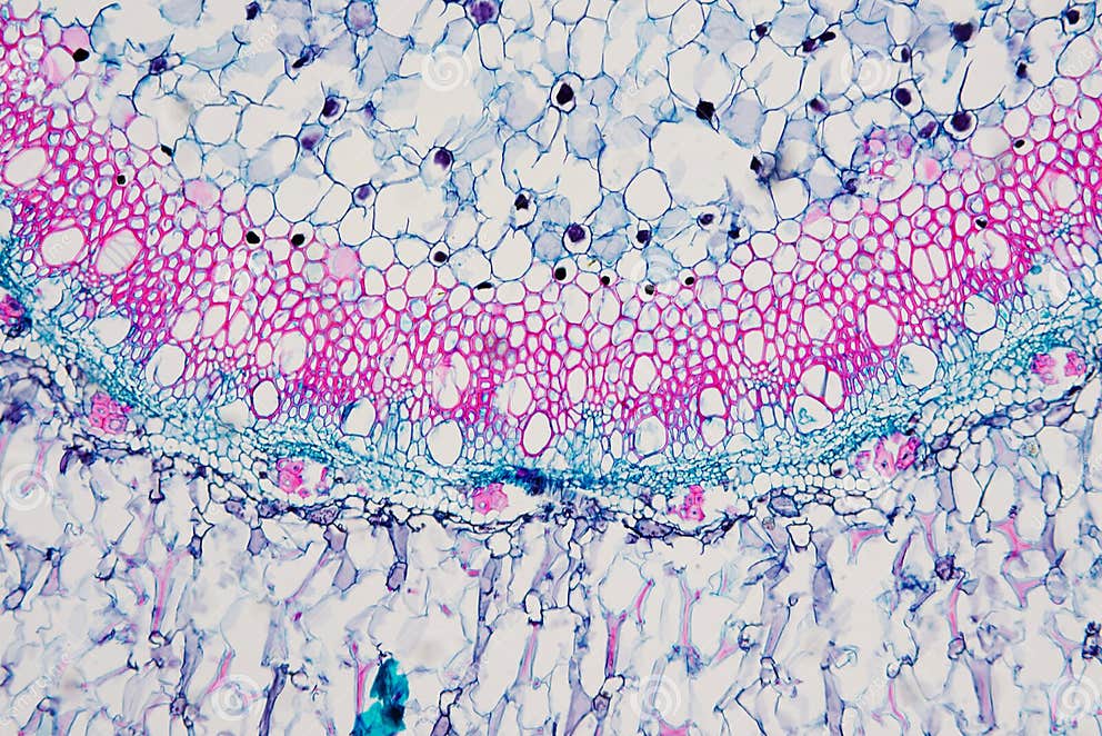 Cross Sections of the Plant Root Under the Microscope View Stock Photo ...