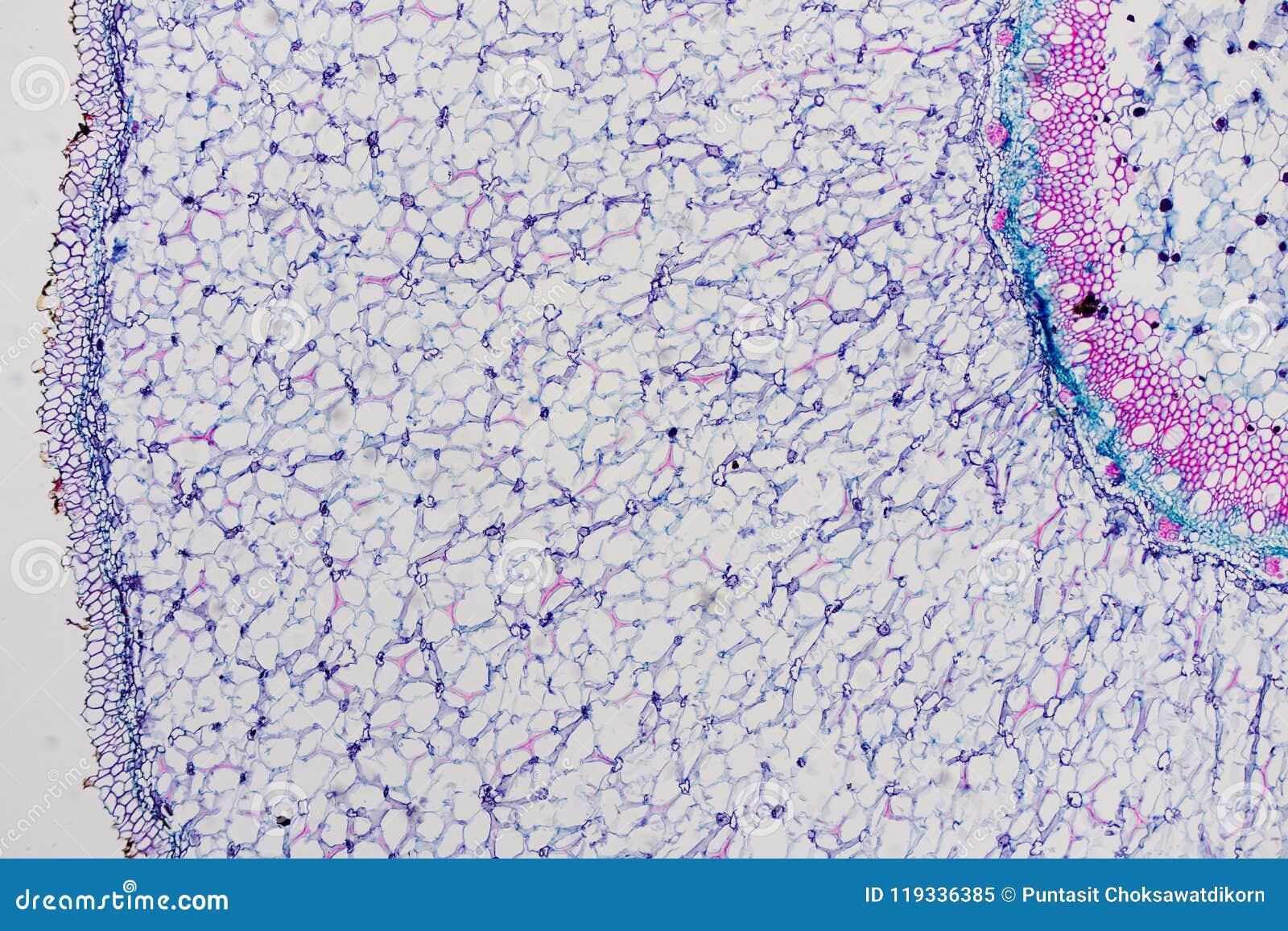 Cross Sections of the Plant Root Under the Microscope View Stock Image ...