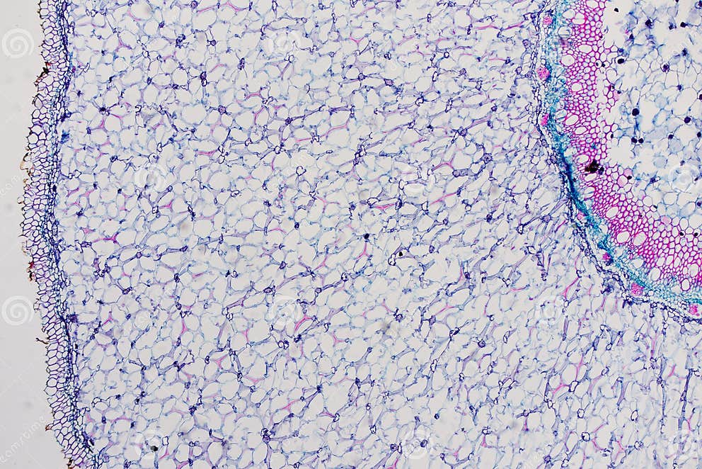 Cross Sections of the Plant Root Under the Microscope View Stock Image ...