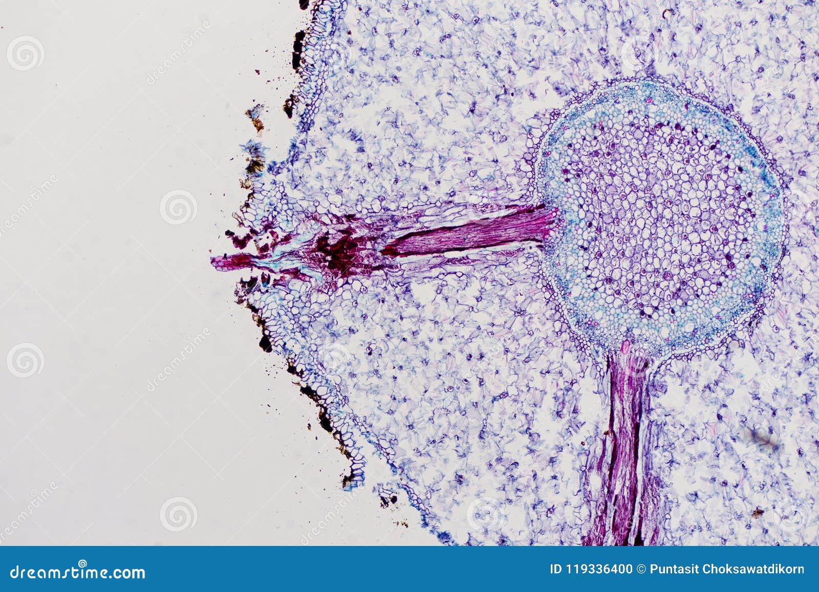 Cross Sections of the Plant Root Under the Microscope View for E Stock ...