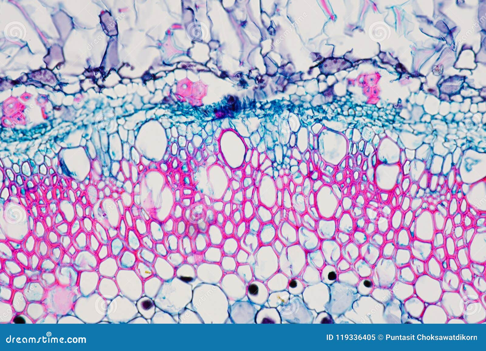 Cross Sections of the Plant Root Under the Microscope View Stock Image ...
