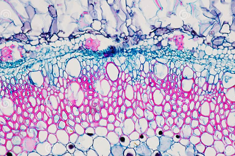 Cross Sections of the Plant Root Under the Microscope View Stock Image ...