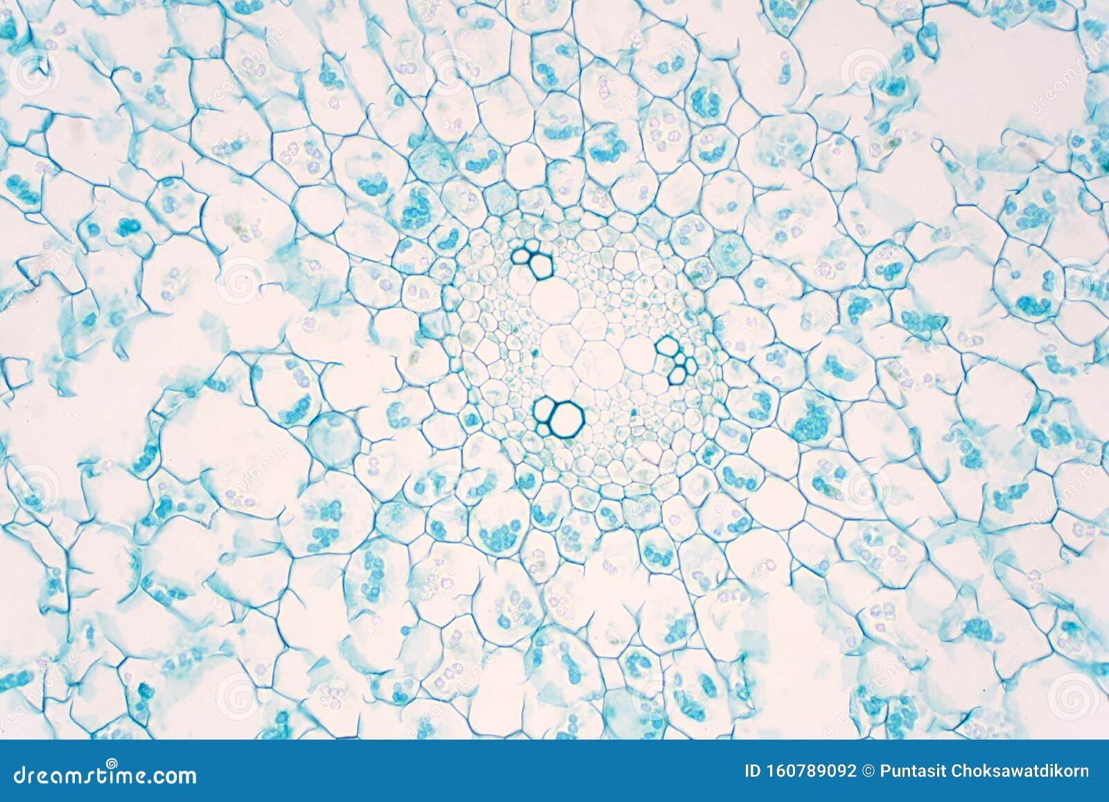 Cross Sections of Plant Root Under Microscope View Stock Photo - Image ...