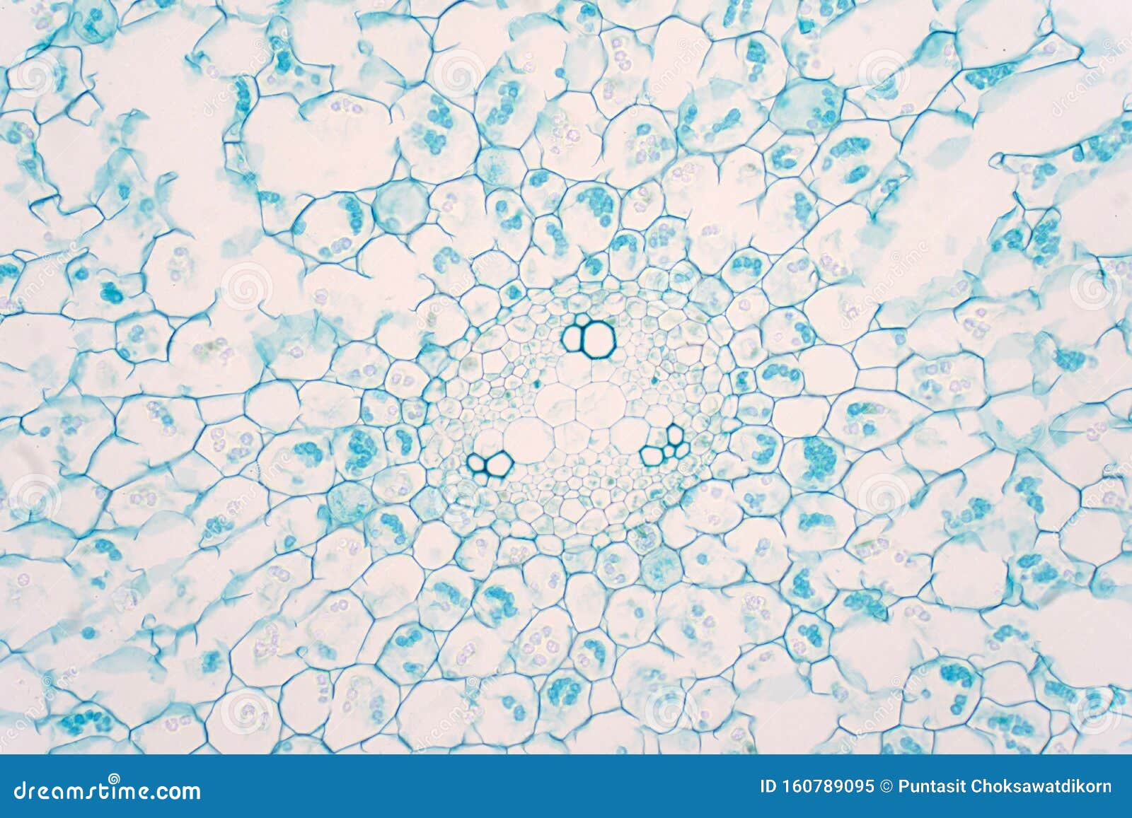 Cross Sections Of Plant Root Under Microscope View Royalty-Free Stock ...