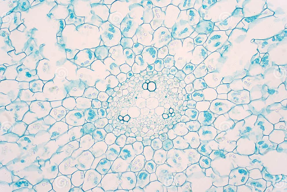 Cross Sections of Plant Root Under Microscope View Stock Image - Image ...