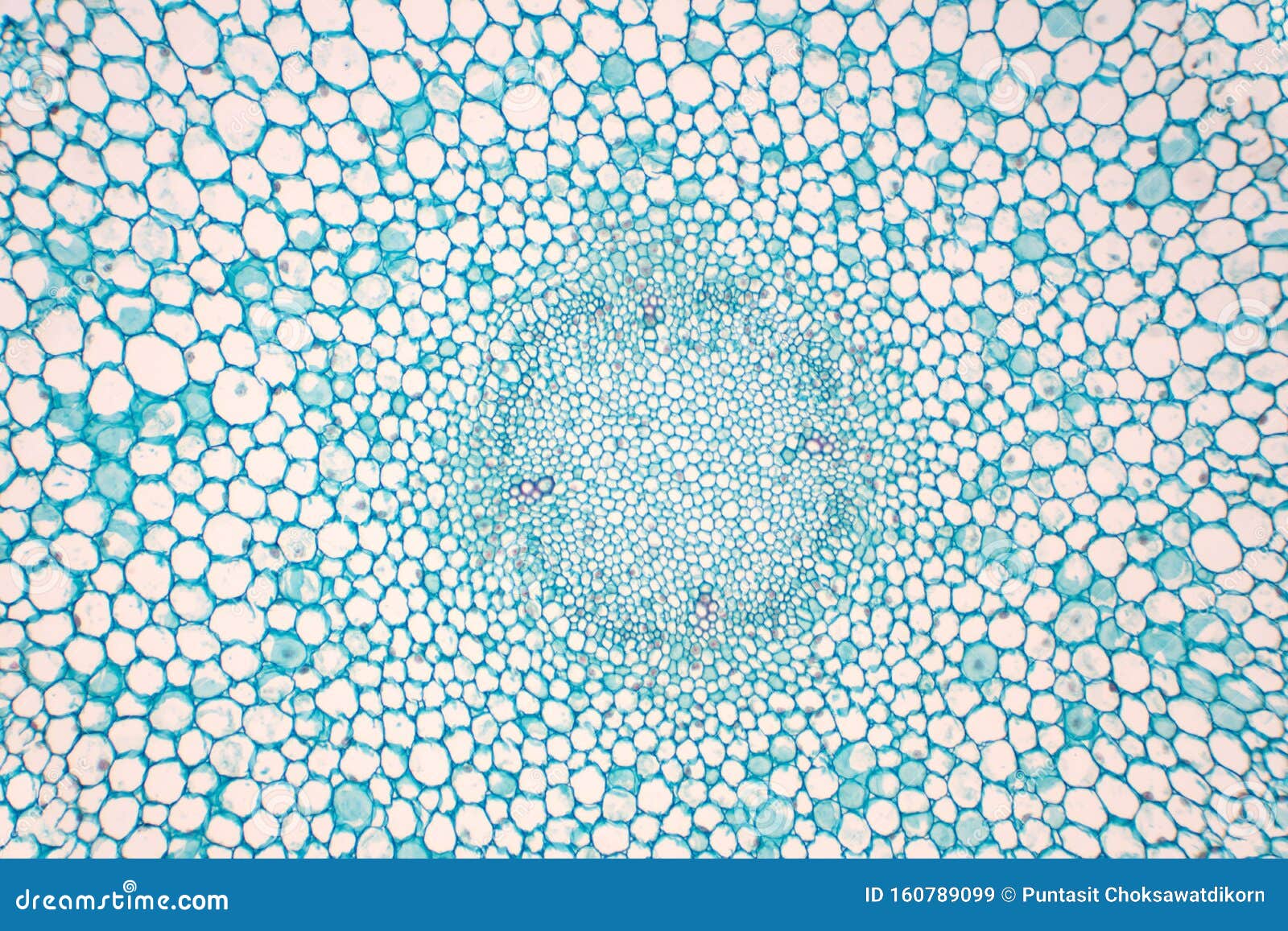 Cross Sections of Plant Root Under Microscope View Stock Image - Image ...