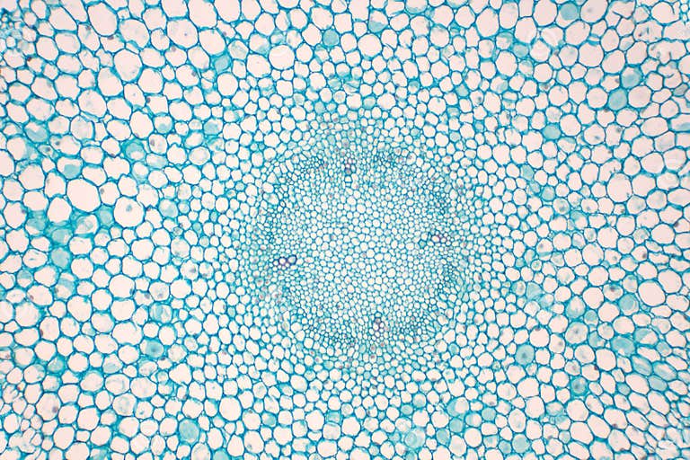 Cross Sections of Plant Root Under Microscope View Stock Image - Image ...