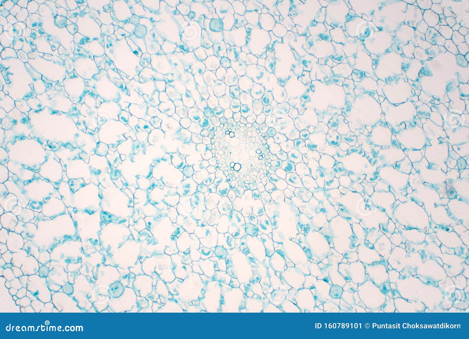Cross Sections of Plant Root Under Microscope View Stock Image - Image ...