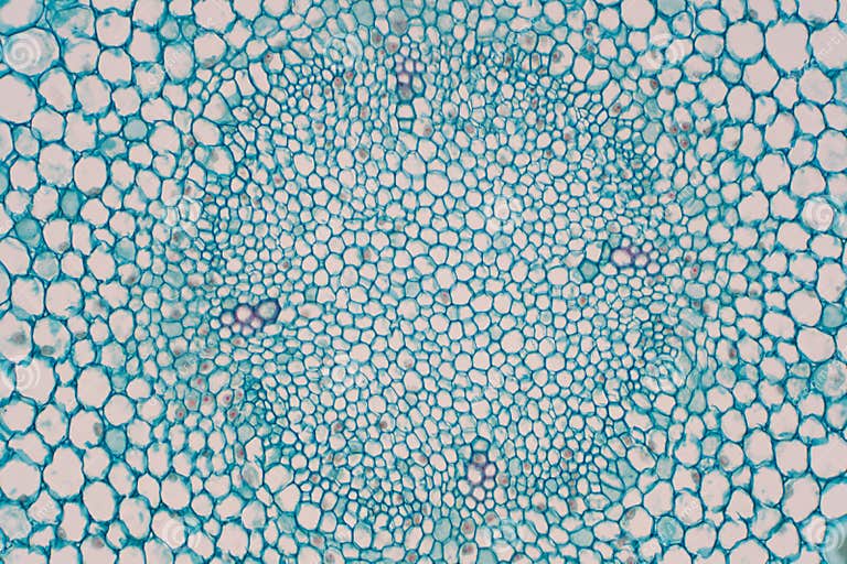 Cross Sections of Plant Root Under Microscope View Stock Image - Image ...