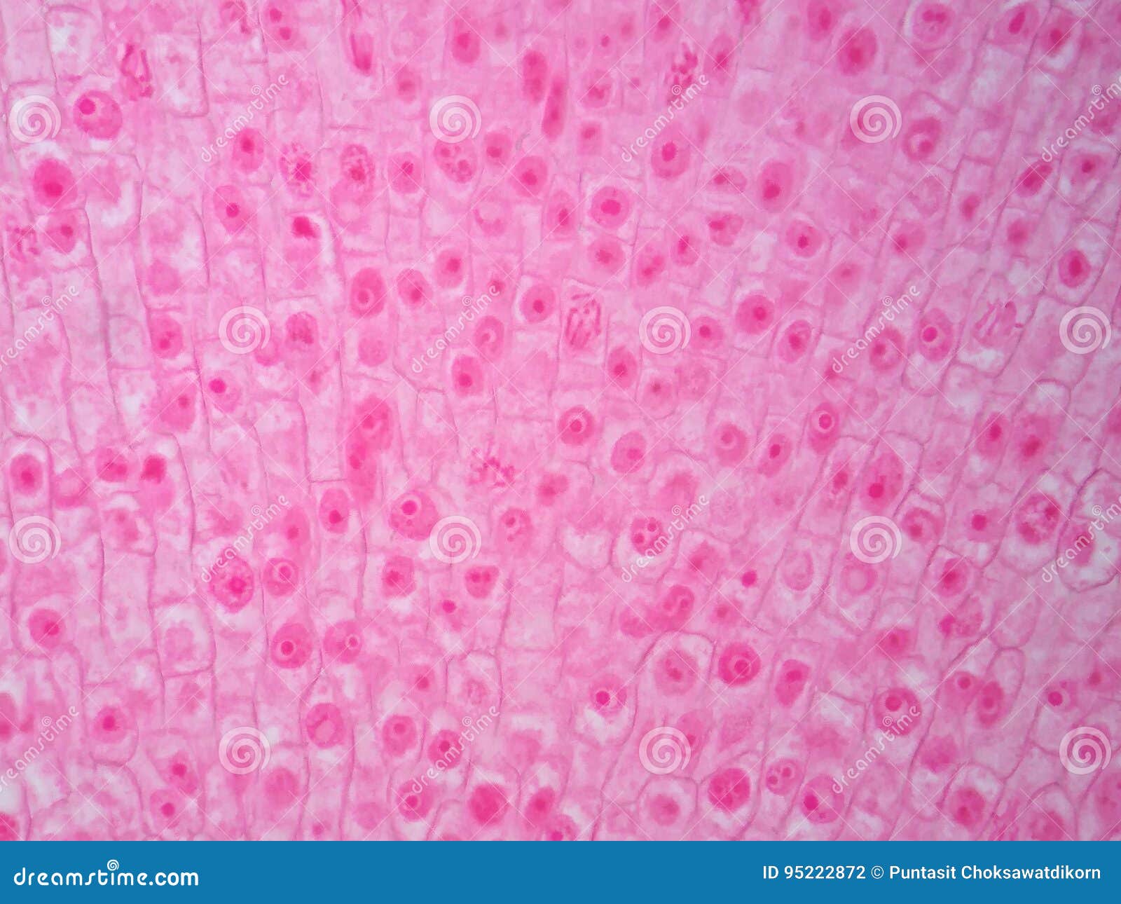 Cross Sections of Plant Root Stock Photo - Image of botany, background ...