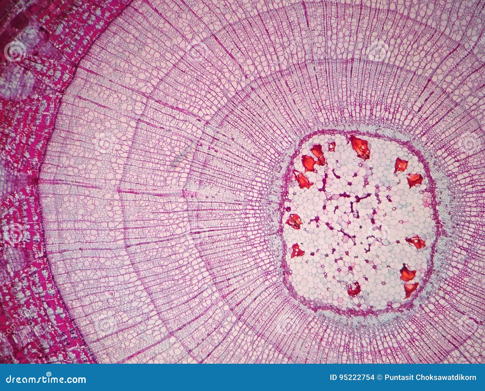 Cross Sections of Plant Stem Stock Photo - Image of green, flower: 95222754