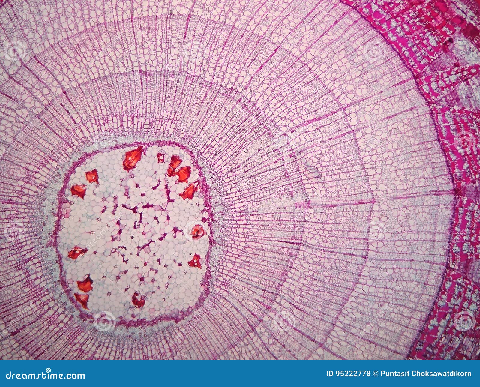 Cross Sections of Plant Stem Stock Photo - Image of cell, botanic: 95222778