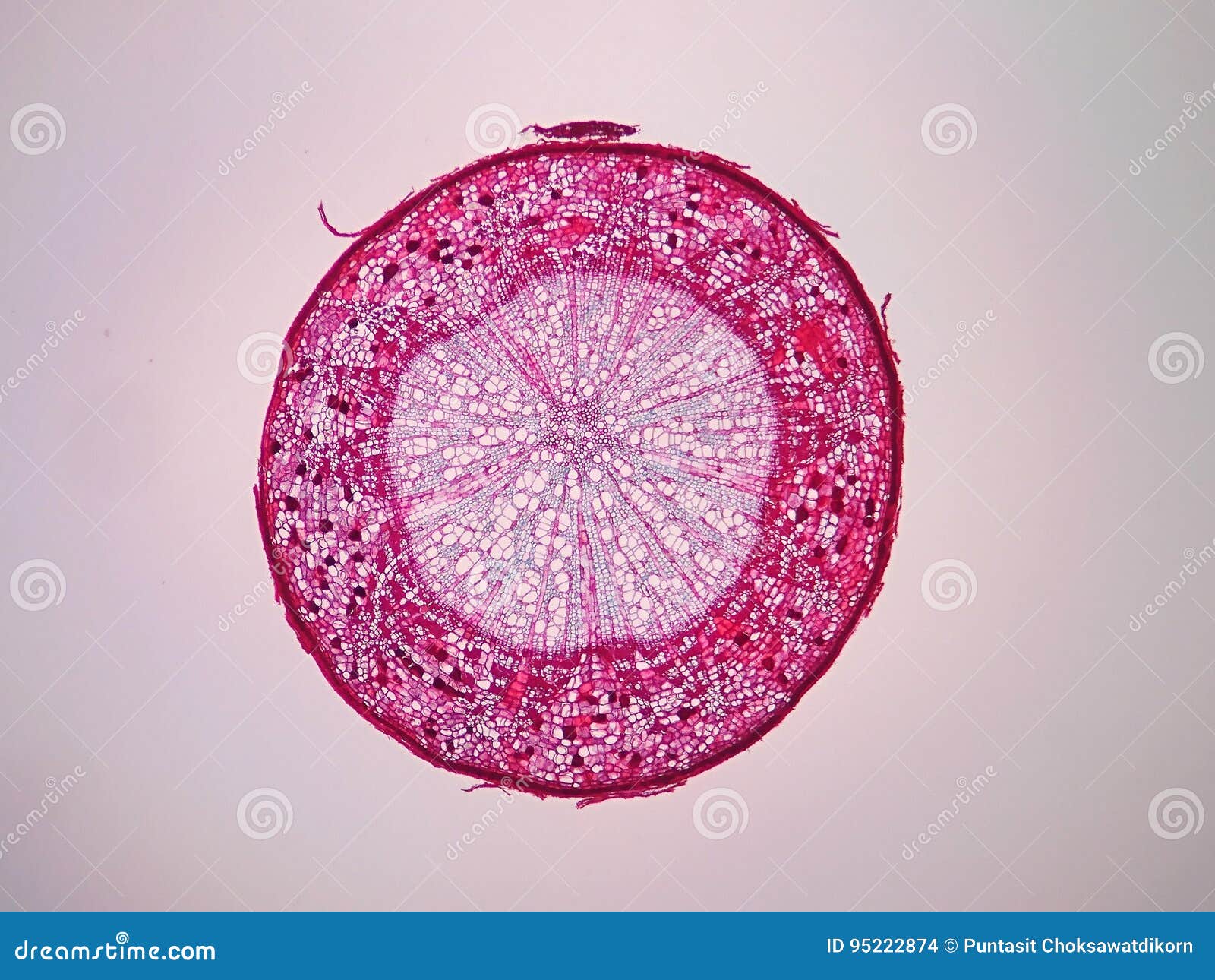 Cross Sections Of Plant Stem Under Light Microscope View Royalty-Free ...
